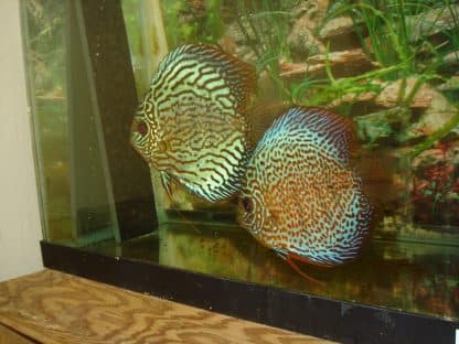 Discus Breeding Pair - Tropical Fish Breeding and Fish Keeping Guide