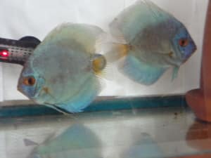 Albino Blue Diamond (intermediate) with Fry - Tropical Fish Breeding and Fish Keeping Guide